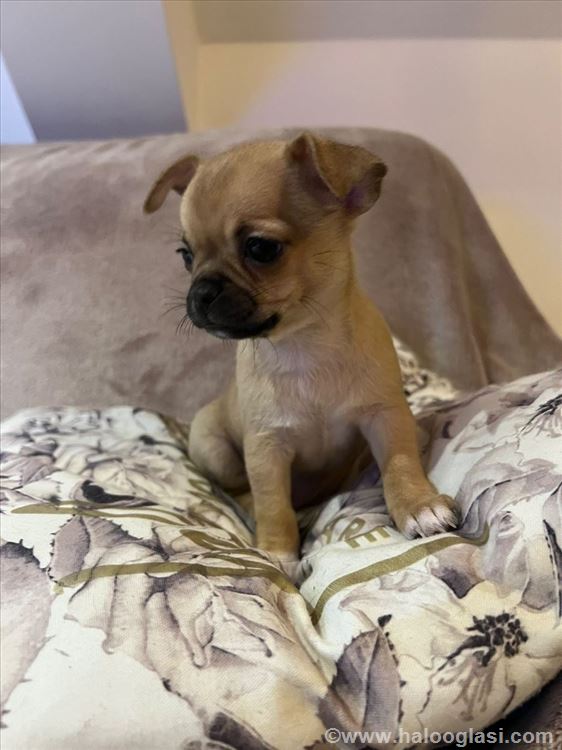 Čivava, štene | Halo Oglasi