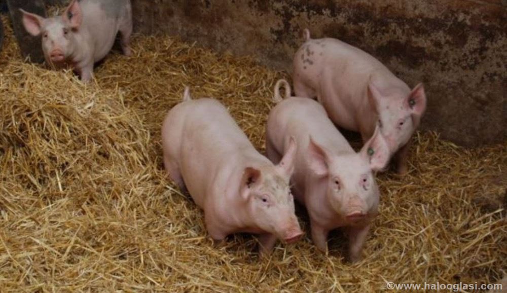 Prodaja prasica povoljno | Halo Oglasi
