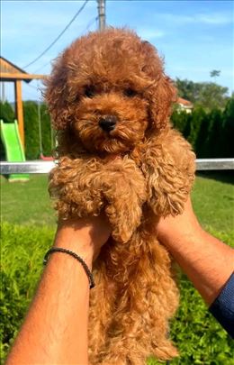 Prodaja pasa i psi na poklon Pudla | Halo oglasi