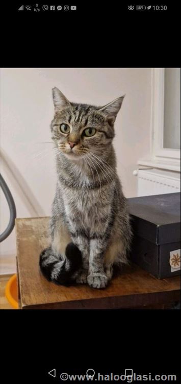 Poklanja se lepa,mlada,umiljata,pitoma maca | Halo Oglasi