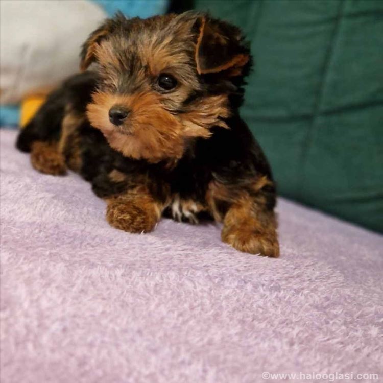 Malene bebice jorksirskog terijera | Halo Oglasi
