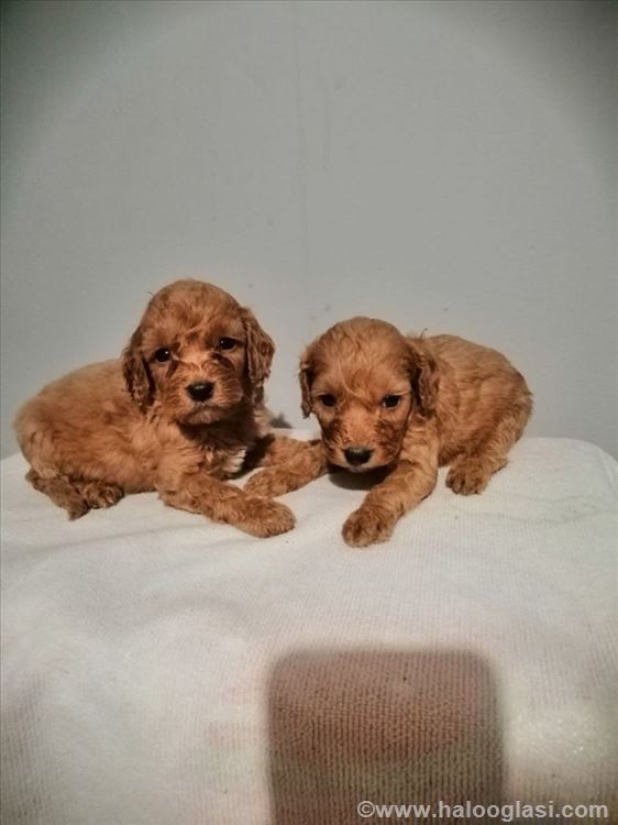 Pudla,vrhunska patuljasta 2decaka crvene boje | Halo Oglasi