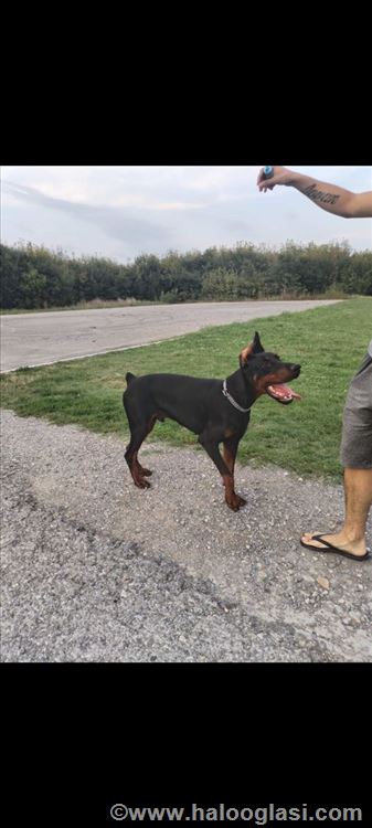 Doberman, štene | Halo Oglasi