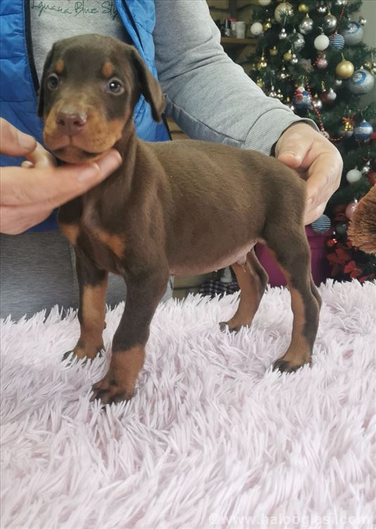 Doberman, štene | Halo Oglasi