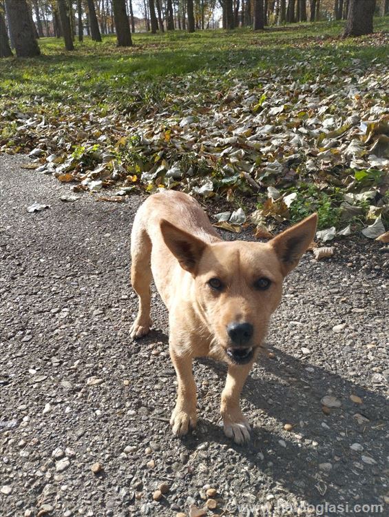 Mešanac džek rasela, mlad pas | Halo Oglasi