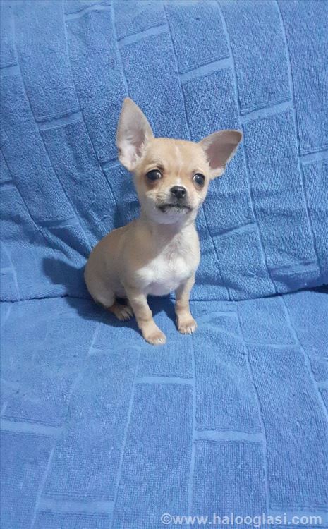Čivava, štene | Halo Oglasi