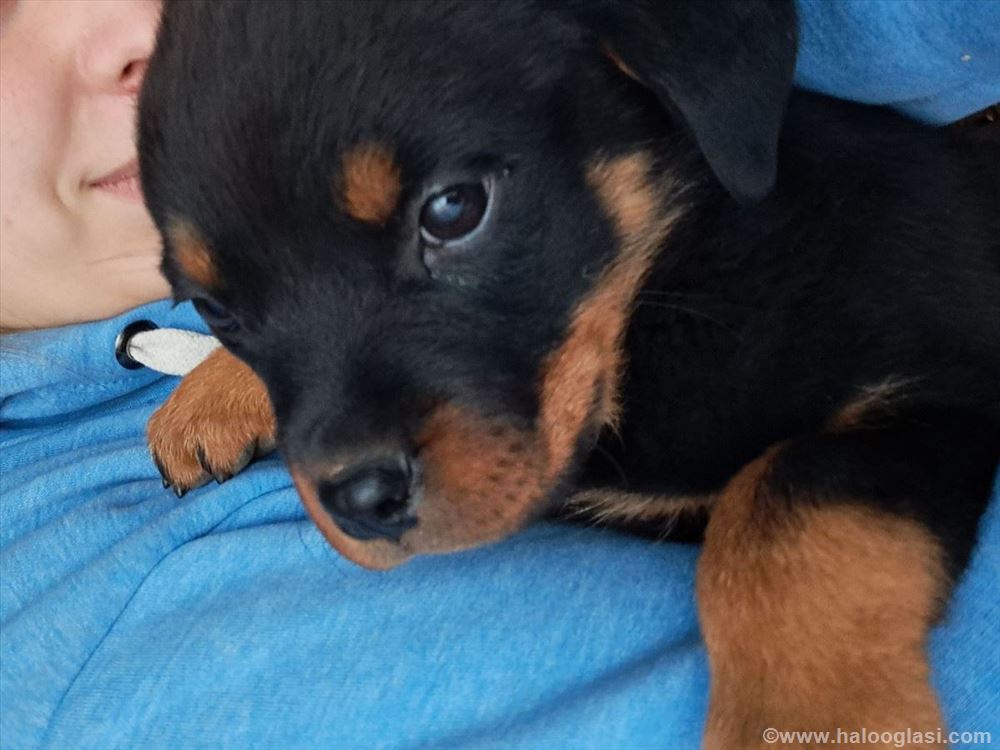 Rotvajler, štene | Halo Oglasi