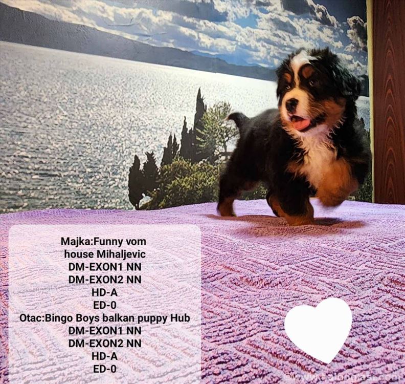 Bernski planinski pas stenci | Halo Oglasi