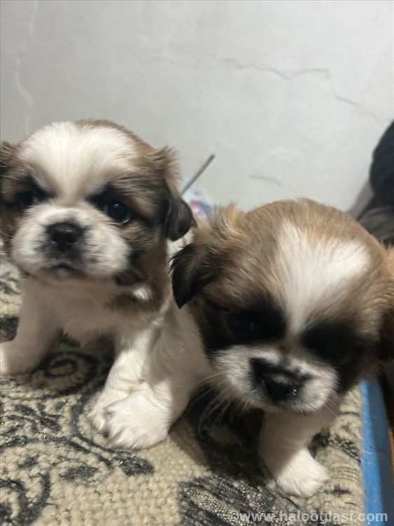 Pekinezer, štene | Halo Oglasi