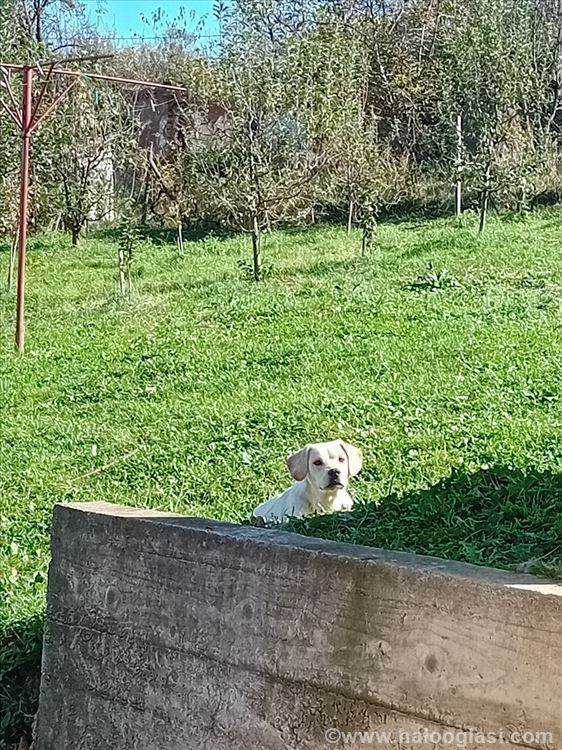 Labrador retriver, mlad pas | Halo Oglasi