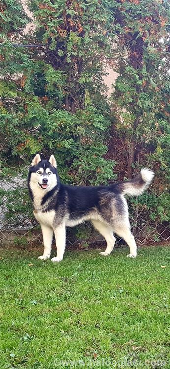 Sibirski haski - mužjak za parenje | Halo Oglasi