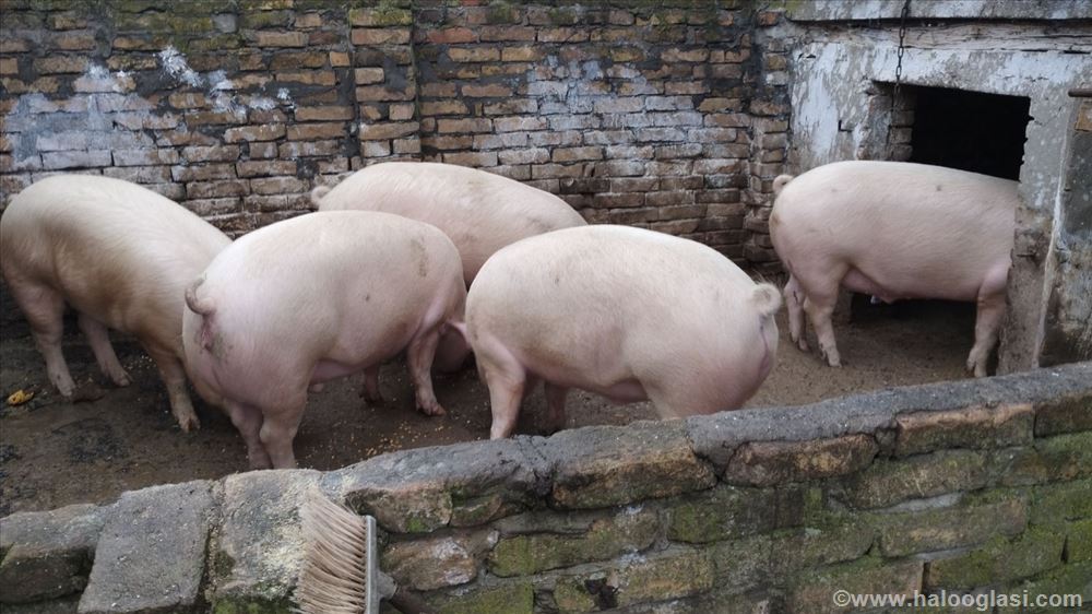 Tovne svinje | Halo Oglasi