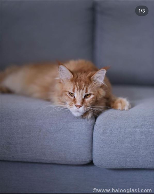 Maine Coon i domaća mačka traže dom | Halo Oglasi