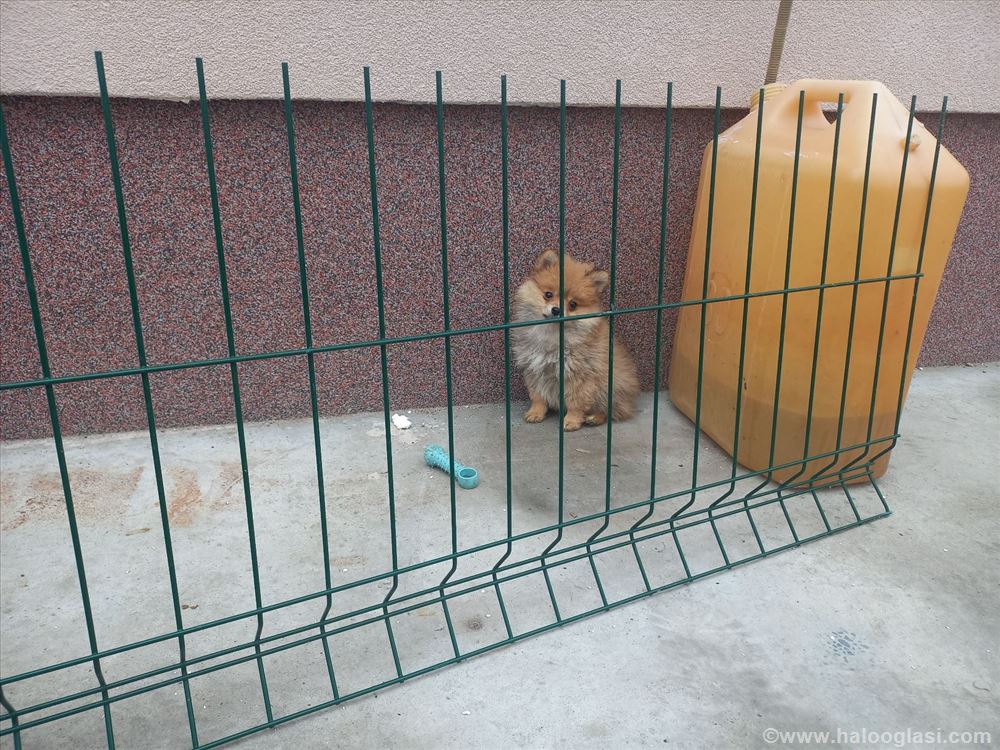 Pomeranac dečak | Halo Oglasi