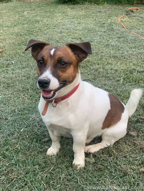 Džek Rasel Švrća u potrazi za devojkom | Halo Oglasi