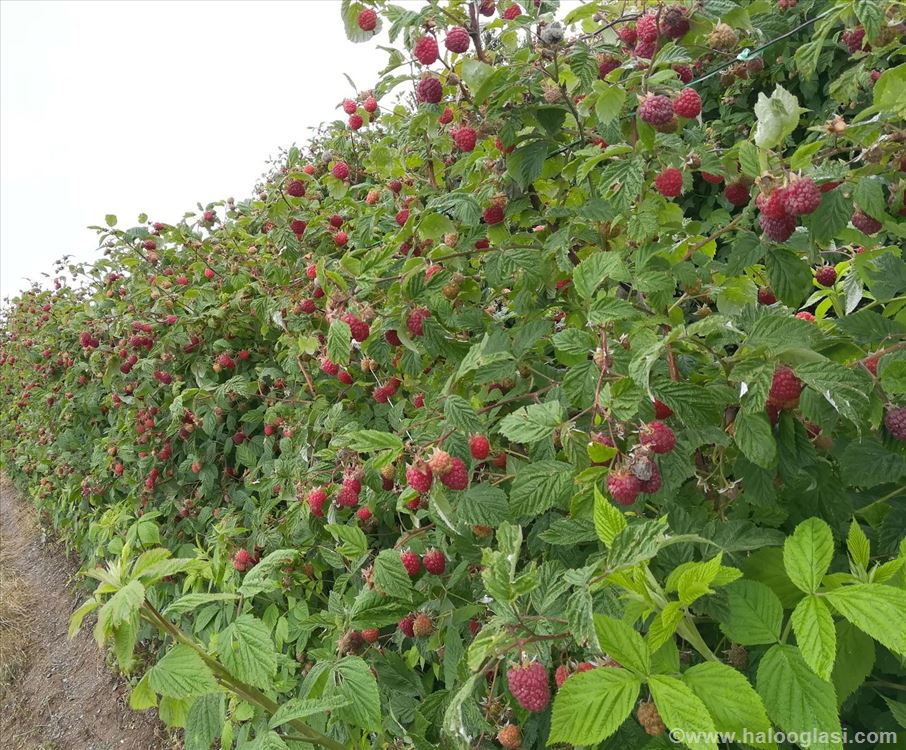 Sadnice maline crni vilamet | Halo Oglasi