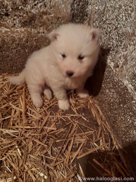 Samojed, štene | Halo Oglasi