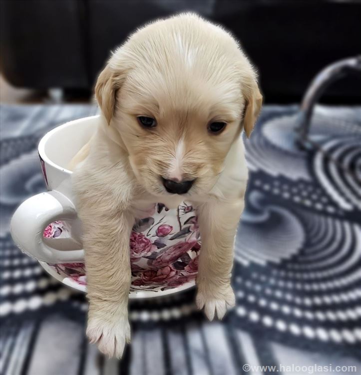 Zlatni retriver, štene | Halo Oglasi