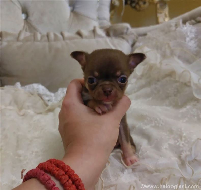 Čivava, štene | Halo Oglasi
