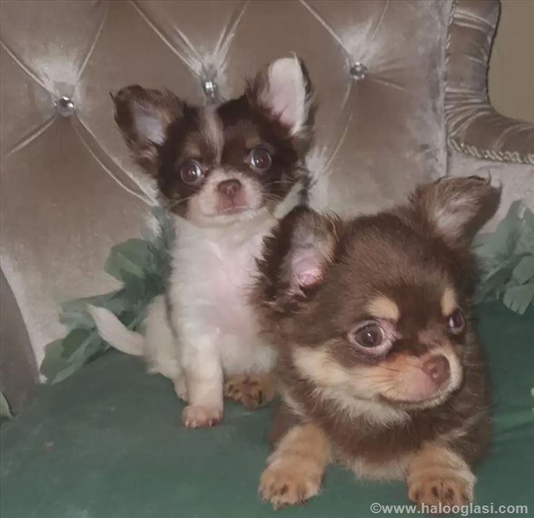 Čivava, štene | Halo Oglasi