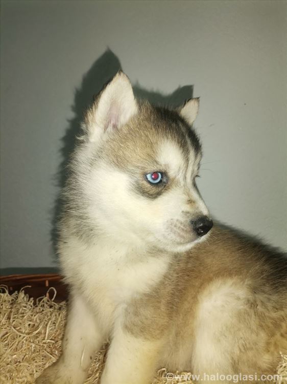 Sibirski haski, stenci na prodaju | Halo Oglasi