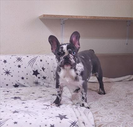 Prodaja pasa i psi na poklon Francuski buldog | Halo oglasi