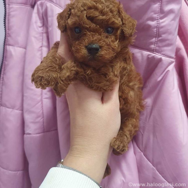 Preslatke Toy bebice spremni su za preuzimanje | Halo Oglasi