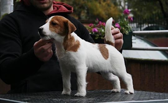 Prodaja pasa i psi na poklon Džek Rasel terijer | Halo oglasi