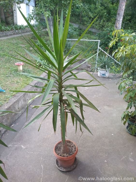 Drvo zivota Juka | Halo Oglasi