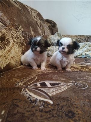 Prodaja pasa i psi na poklon Pekinezer | Halo oglasi