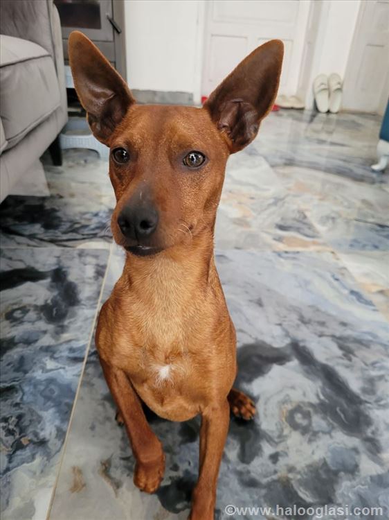 Patuljasti pinč, mlad pas | Halo Oglasi