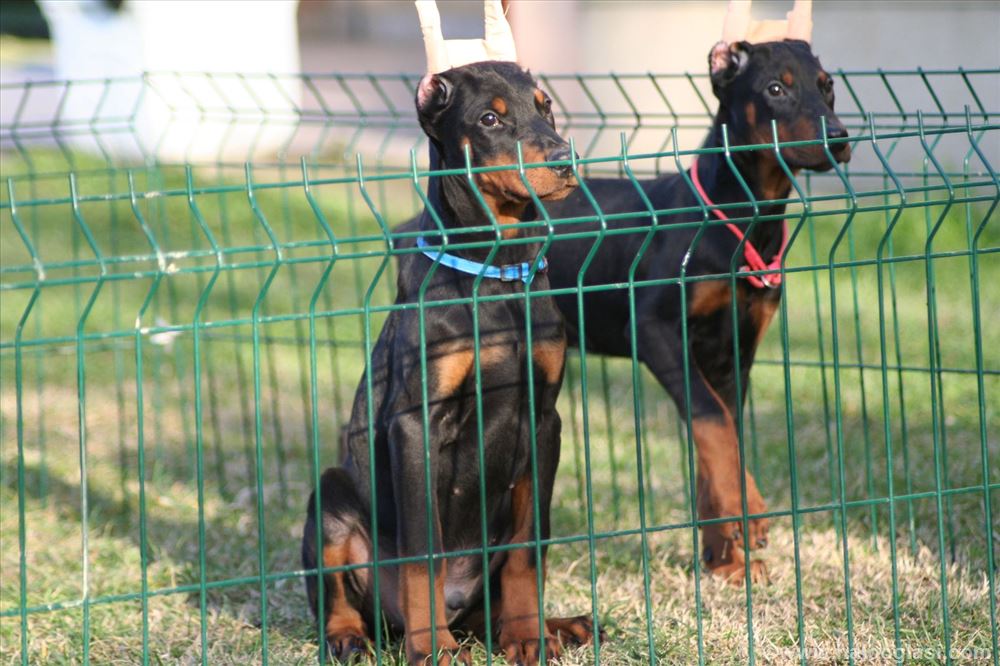 Doberman , štene | Halo Oglasi