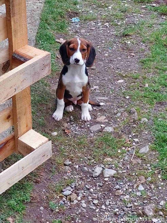 Srpski trobojni gonič, štene | Halo Oglasi