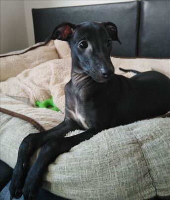 Prodaja pasa i psi na poklon Mali italijanski hrt | Halo oglasi