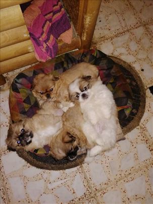 Prodaja pasa i psi na poklon Pekinezer | Halo oglasi