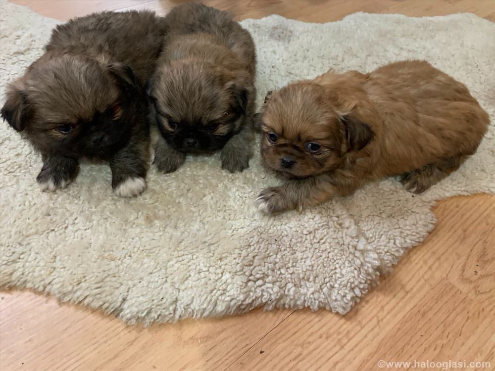 Pekinezer, štene | Halo Oglasi