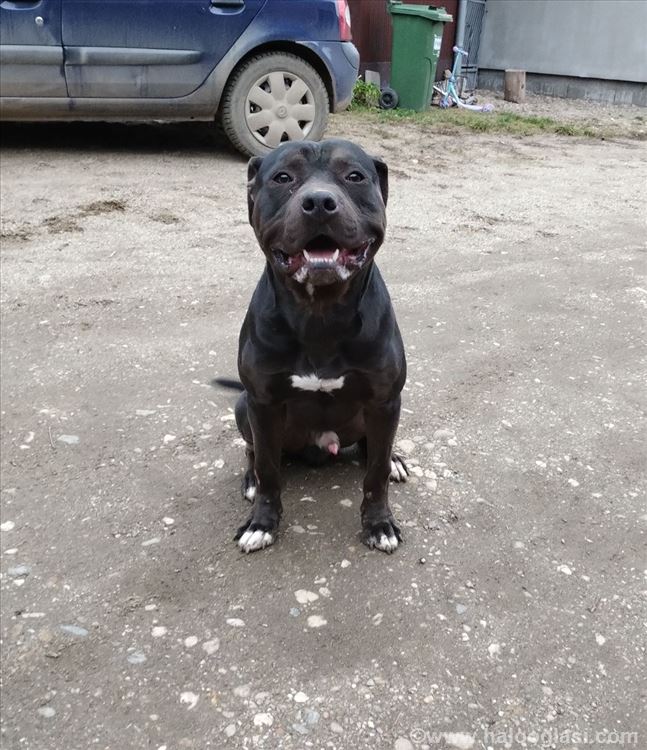 Pit bul terijer | Halo Oglasi