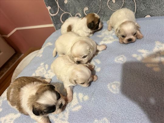 Prodaja pasa i psi na poklon Pekinezer | Halo oglasi