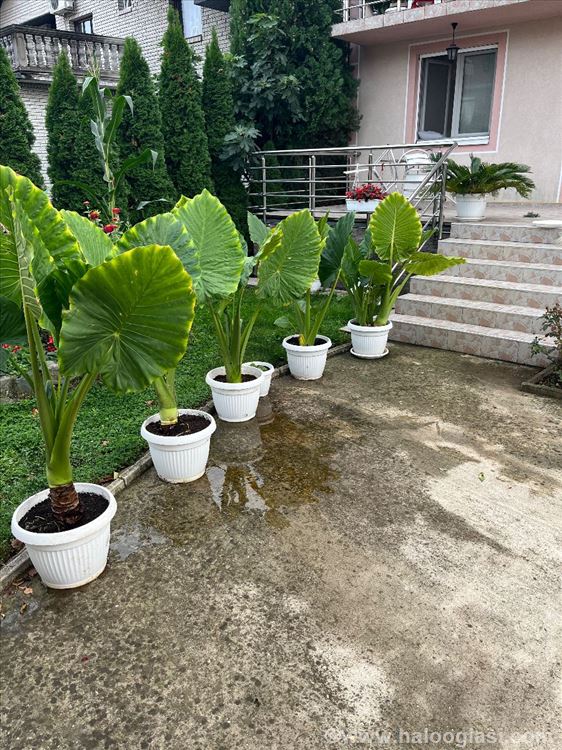 Cveće Adam | Halo Oglasi