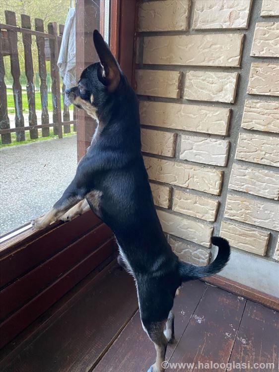 Čivava, mlad pas | Halo Oglasi