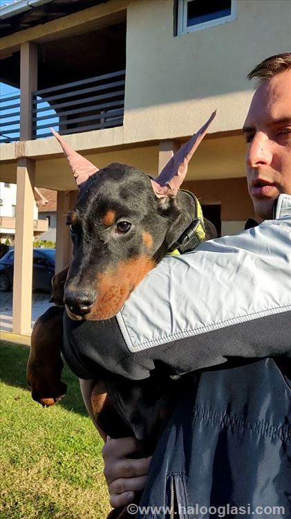 Doberman, štene | Halo Oglasi