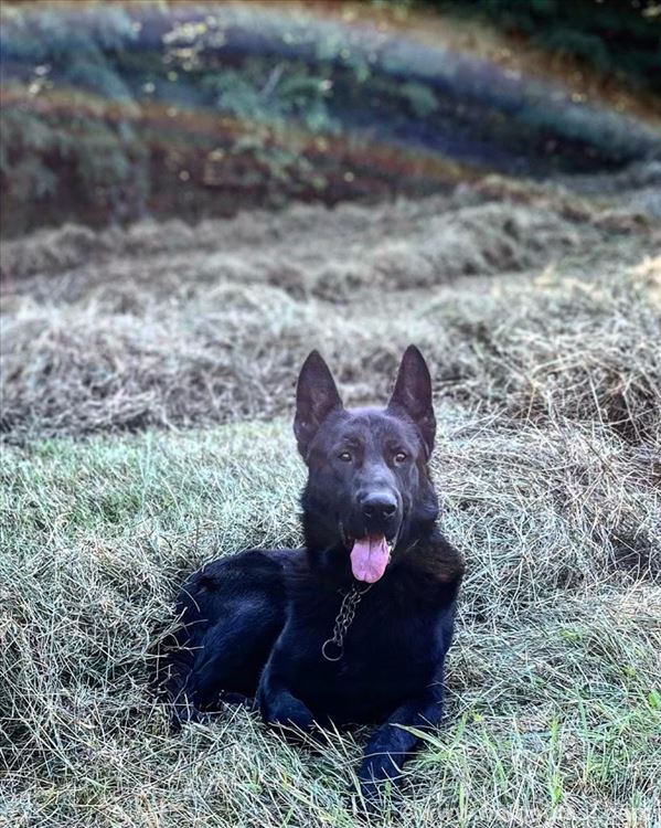 Crni nemački ovčar, štenci | Halo Oglasi