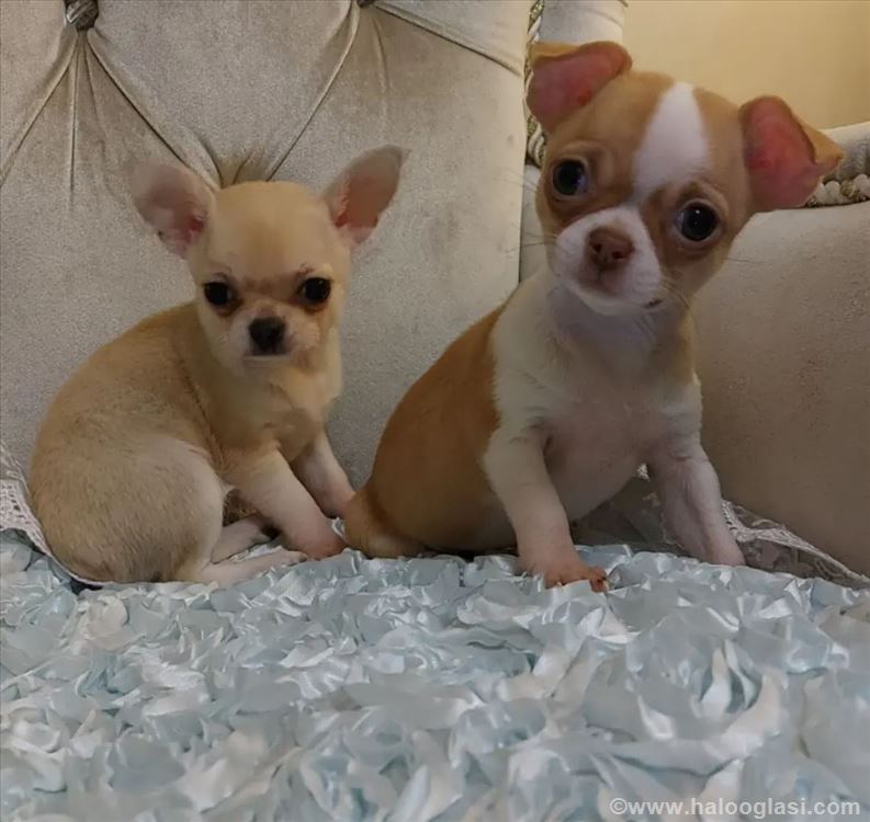 Čivava, štene | Halo Oglasi