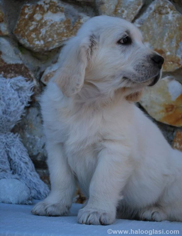 Zlatni retriver, štene | Halo Oglasi