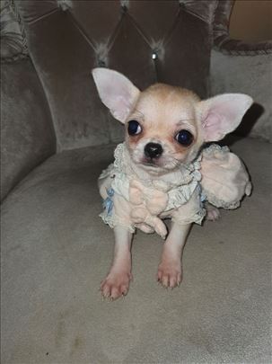 Prodaja pasa i psi na poklon Čivava | Halo oglasi