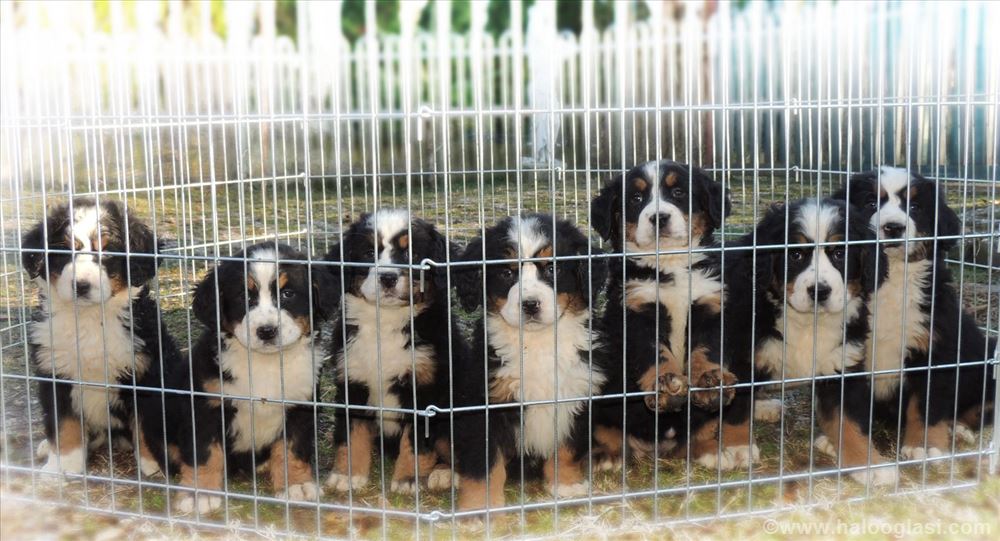 Bernski planinski - pastirski pas, štenci | Halo Oglasi