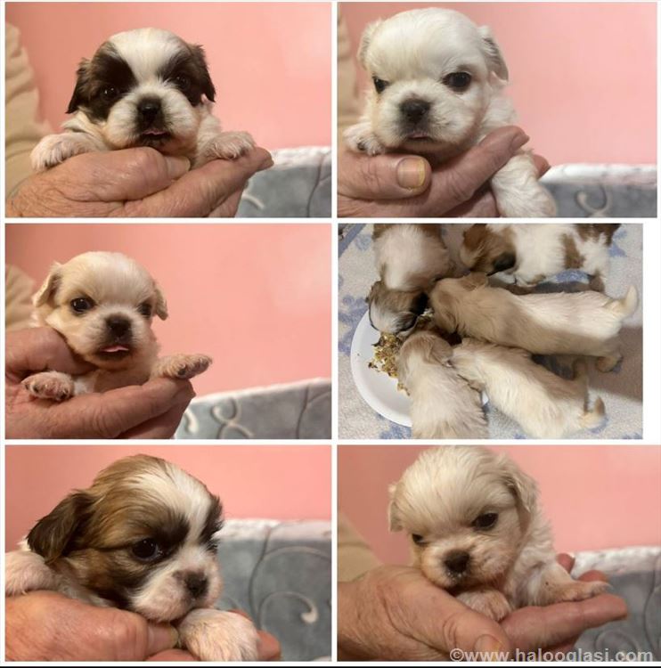 Pekinezer, štene | Halo Oglasi