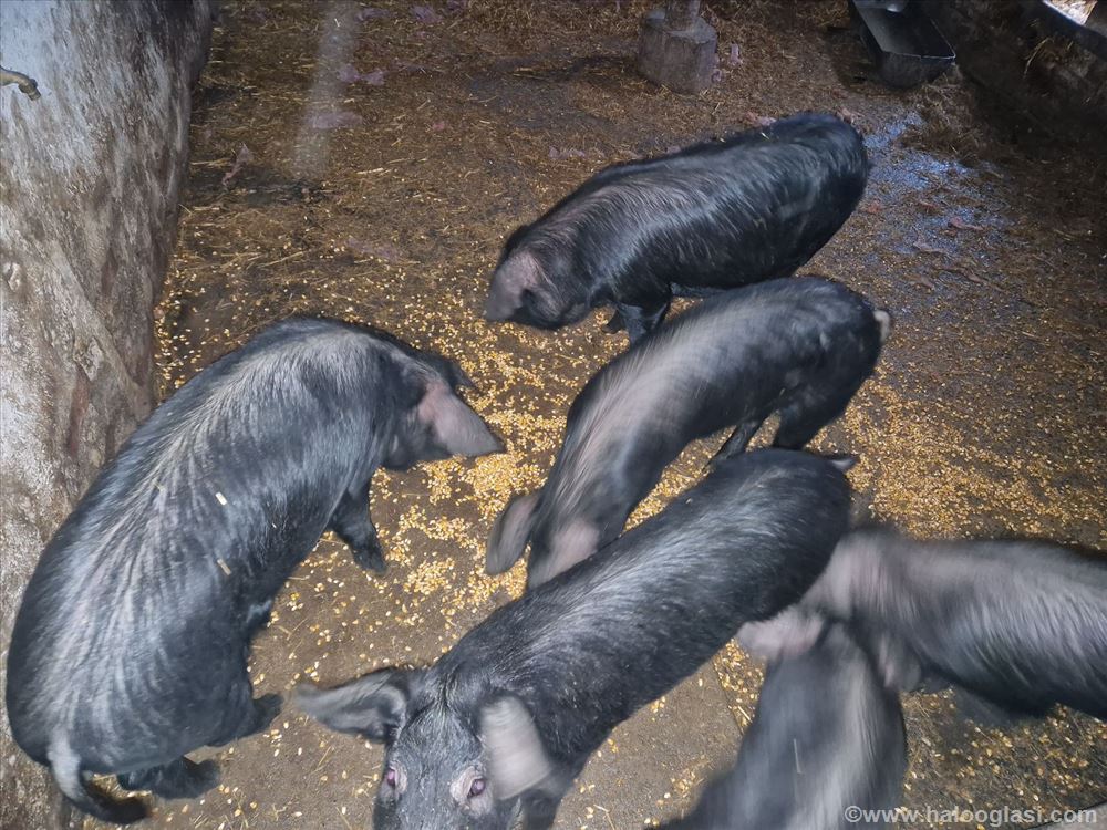 Na prodaju 6 krmaca kilaze od 30 do 50 kg | Halo Oglasi