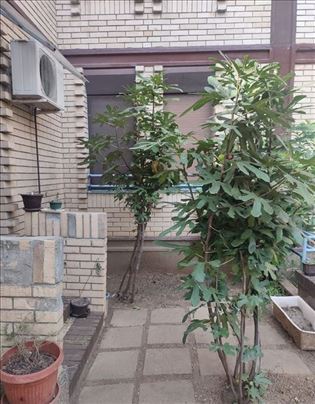 Prodaja stanova Cerak vinogradi | Halo oglasi