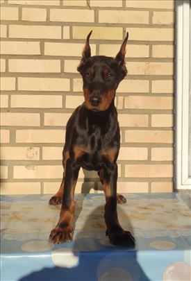 Prodaja pasa i psi na poklon Doberman | Halo oglasi